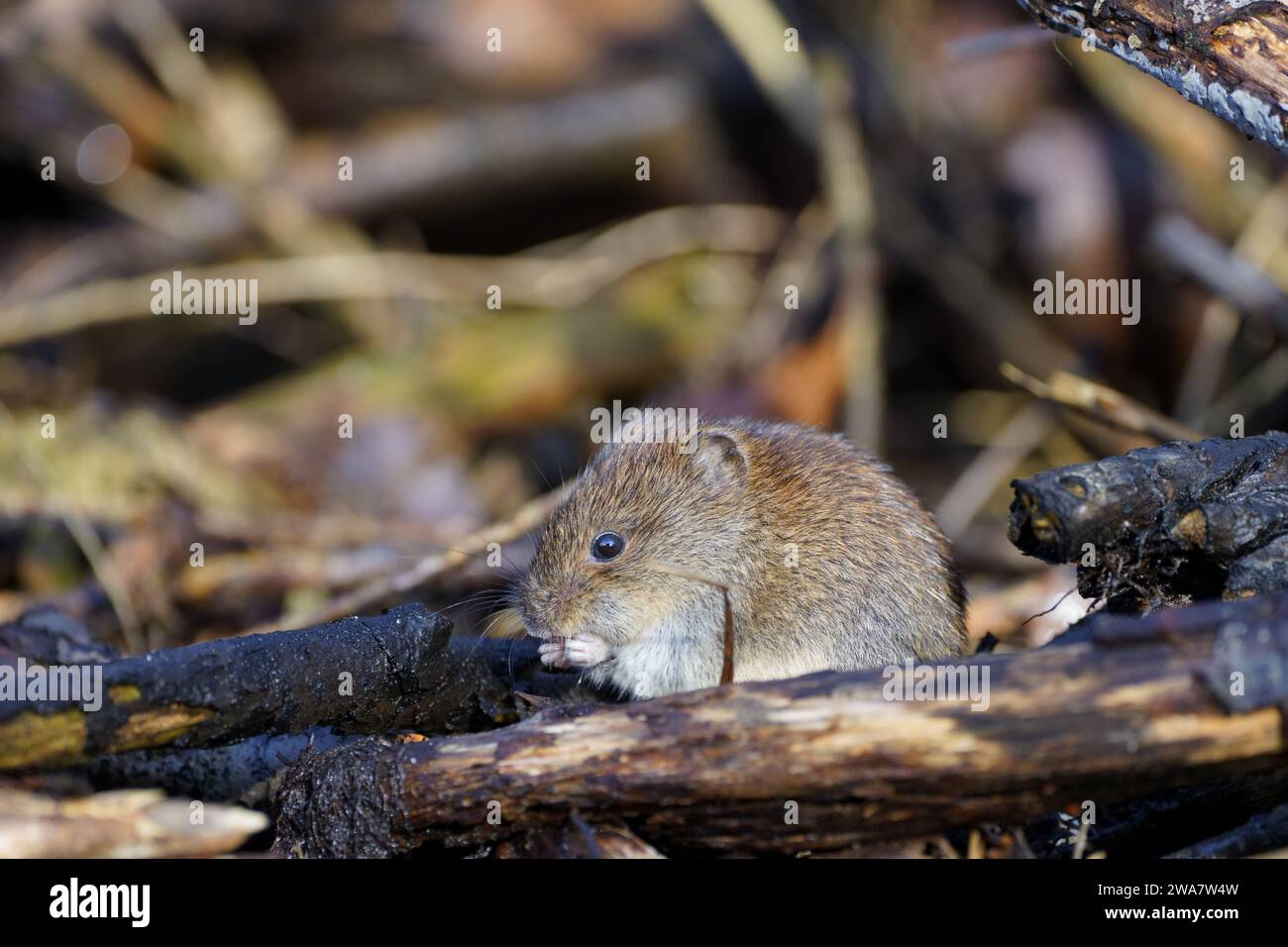 vole in action hidden in woodpile Stock Photo - Alamy