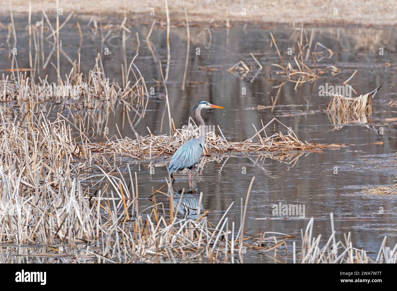 A Great Blue Heron in a Mississippi River Lagoon in Goose Island State ...