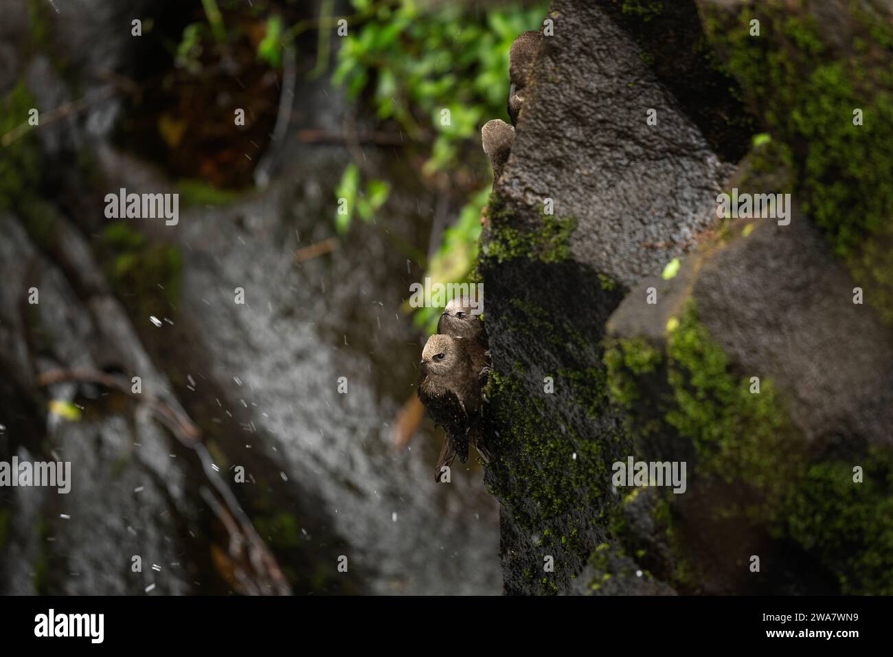 Great dusky swifts are protecting behind the waterfalls. Swifts use the ...