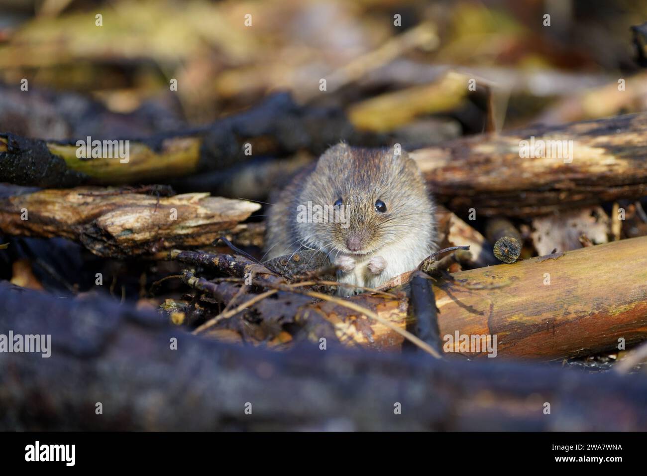 Indian field mouse hi-res stock photography and images - Alamy