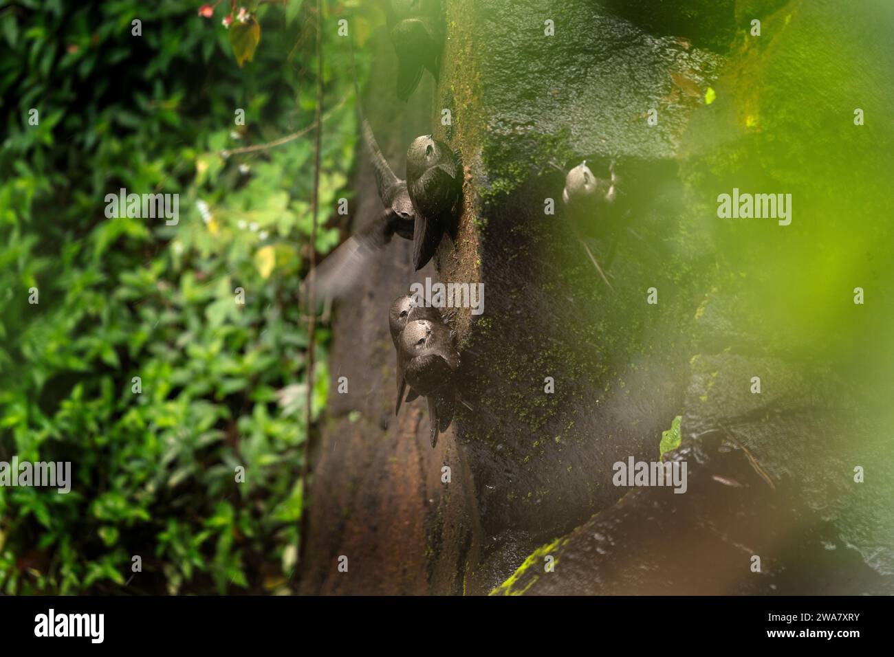 Great dusky swifts are protecting behind the waterfalls. Swifts use the ...