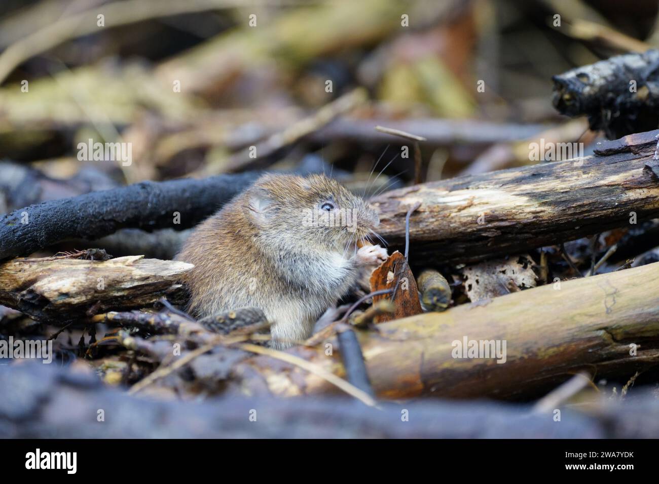 vole in action hidden in woodpile Stock Photo - Alamy