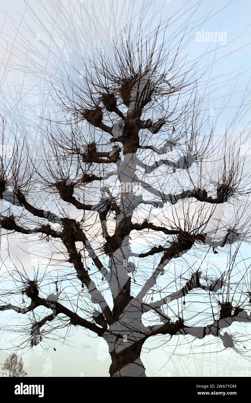 Abstract double exposure isolated tree in front of a gray sky Stock ...