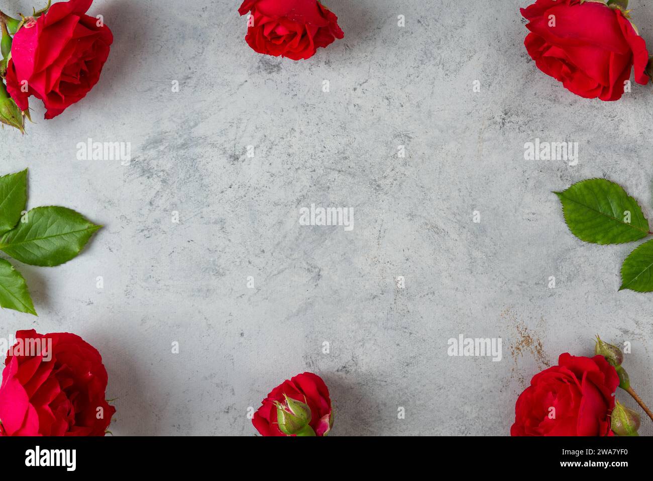 Flower composition. Frame made of red rose flowers on gray background ...