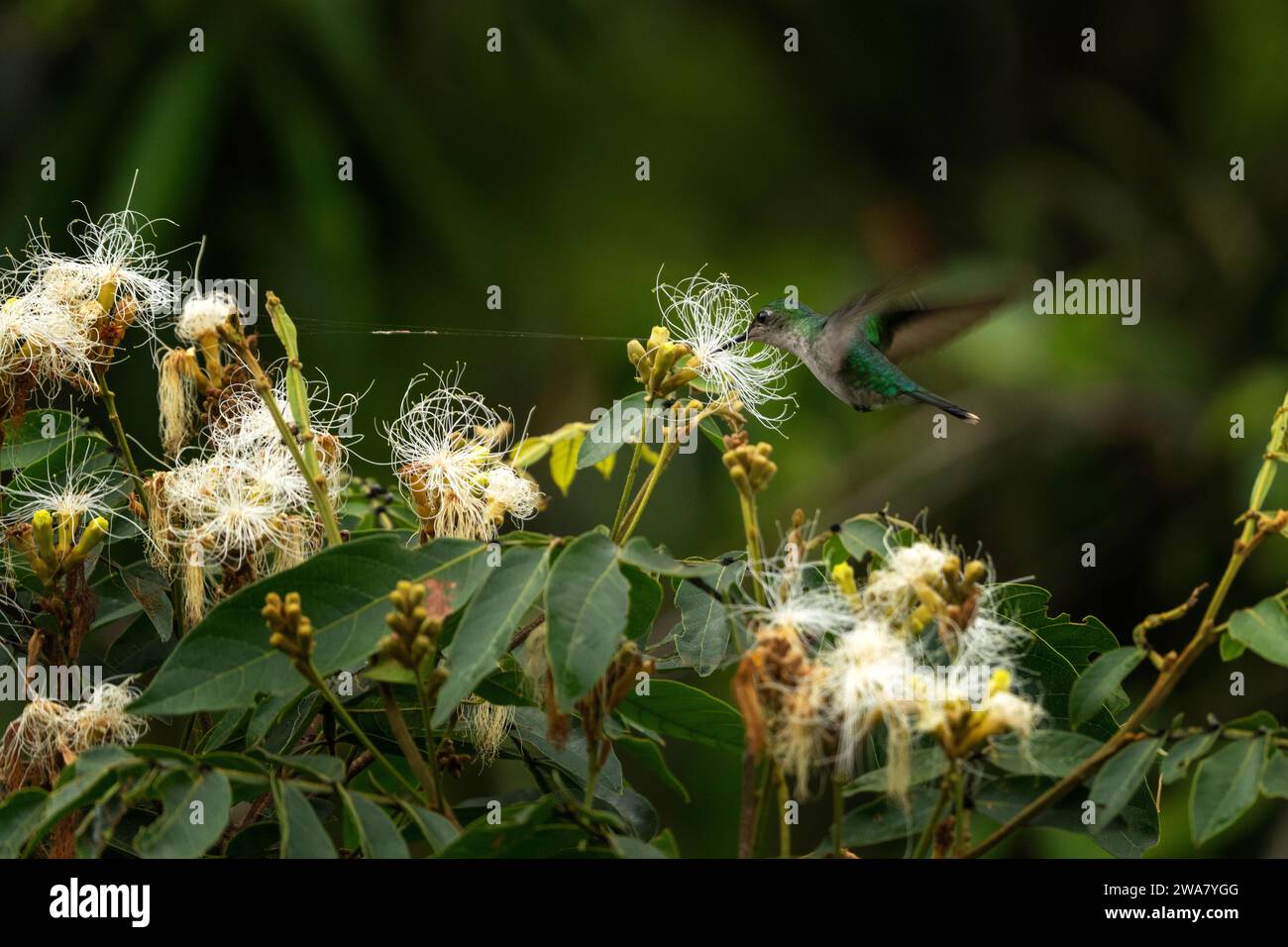 Versicoloured emerald is drawing nectar from the bloom. Chrysuronia ...
