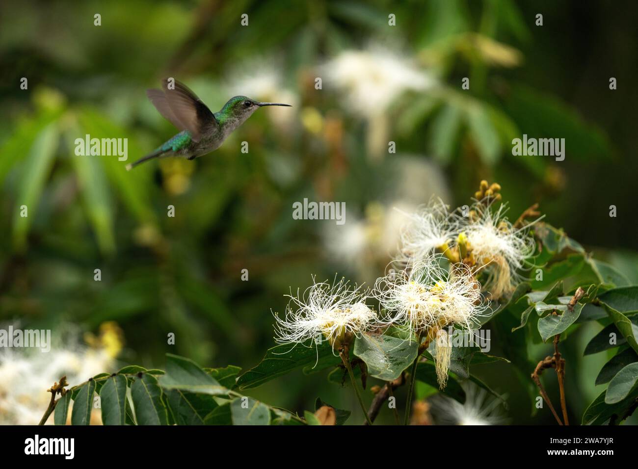 Versicoloured emerald is drawing nectar from the bloom. Chrysuronia ...