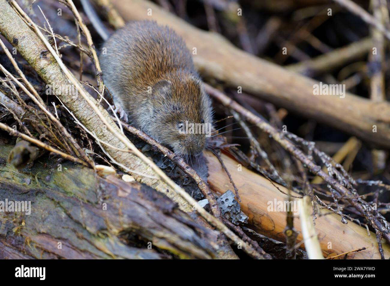 vole in action hidden in woodpile Stock Photo - Alamy