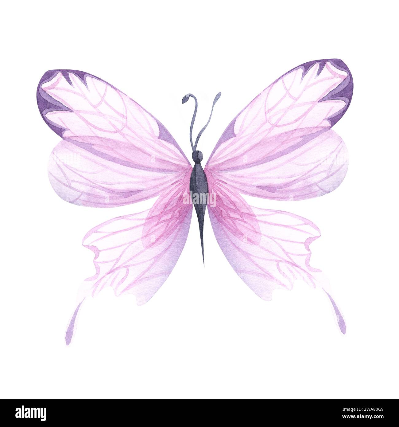 pink butterfly Watercolor colorful butterflies, isolated on white ...