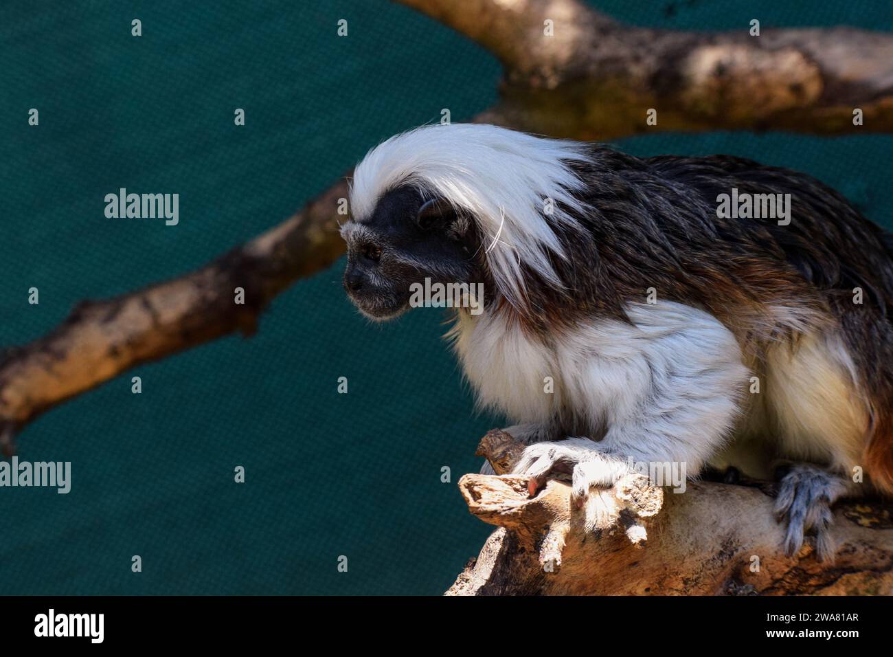 Cotton top tamarin monkey hi-res stock photography and images - Alamy