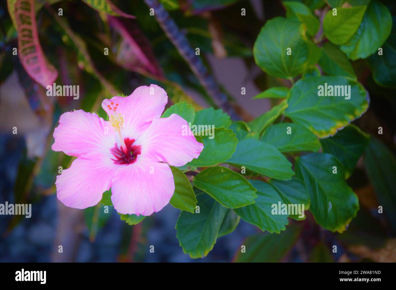 Pink hibiscus hawaii hi-res stock photography and images - Alamy