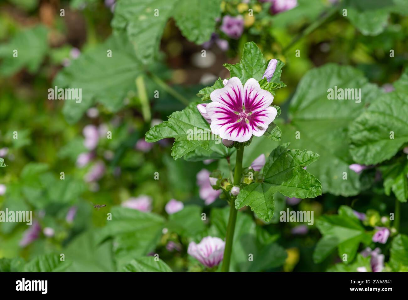Close up of a zebrina mallow (malva sylvestris) flower in bloom Stock ...