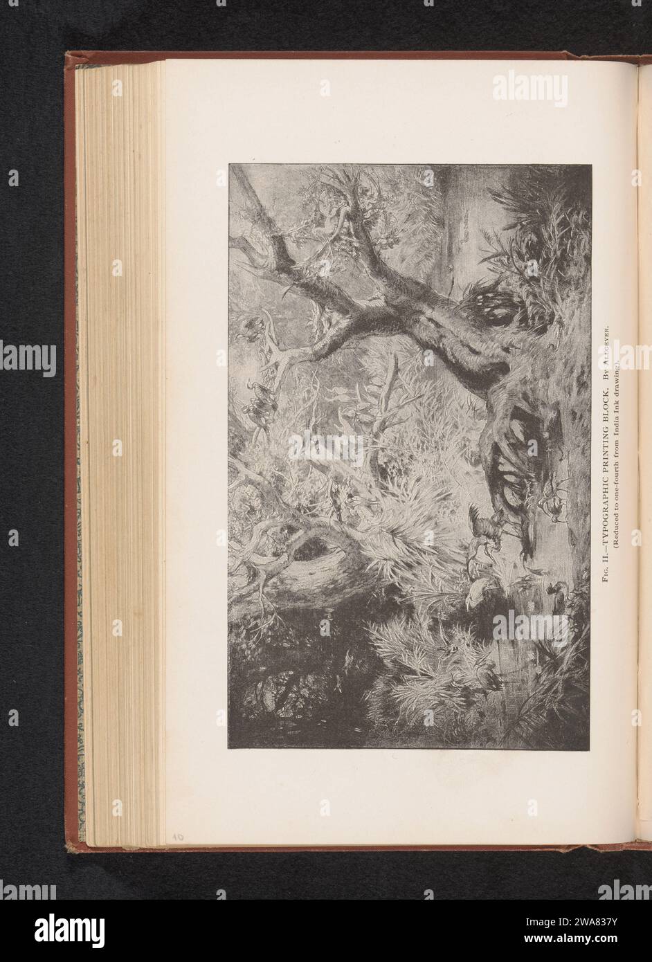 Reproduction of a drawing of birds at a water feature in a forest ...