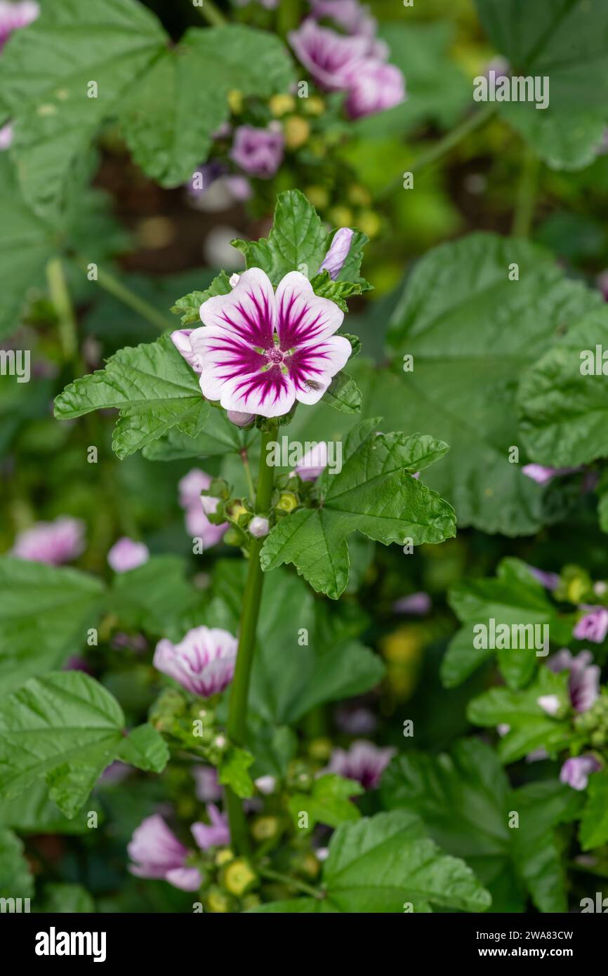 Close up of a zebrina mallow (malva sylvestris) flower in bloom Stock ...