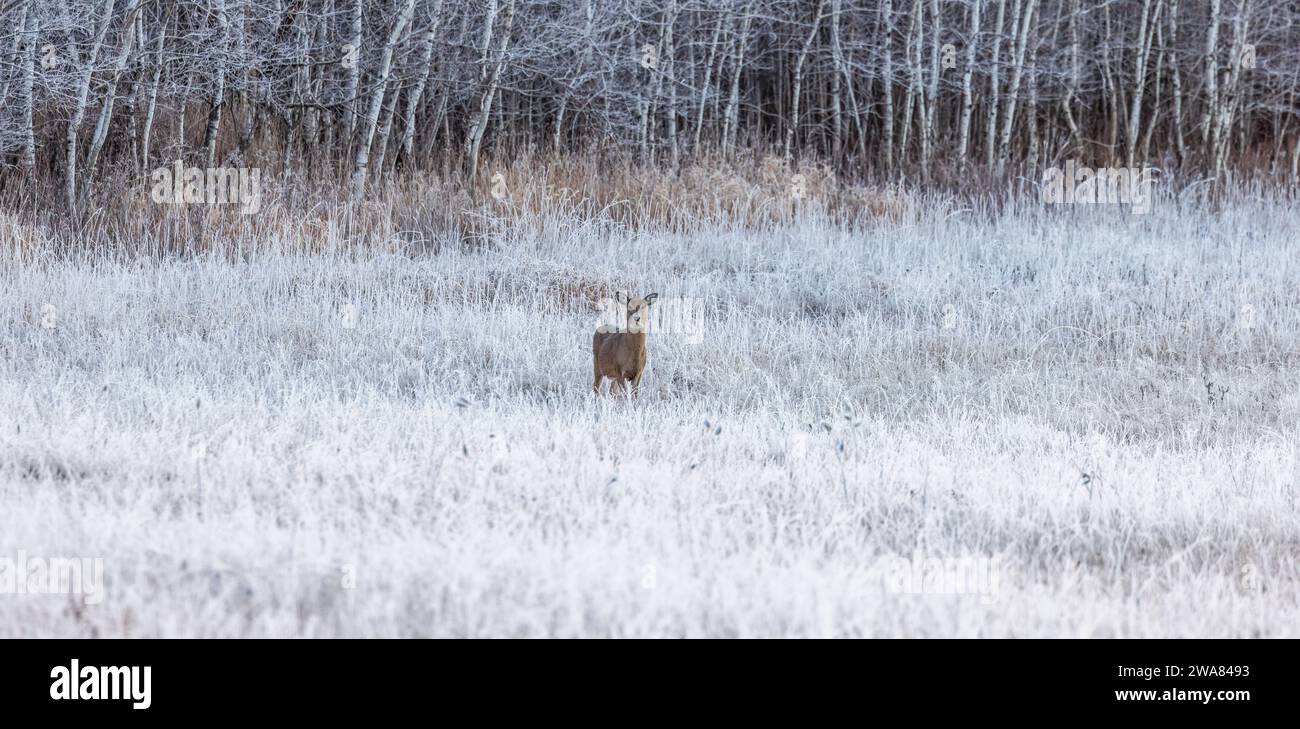 White-tailed doe in a frosty field in northern Wisconsin Stock Photo ...