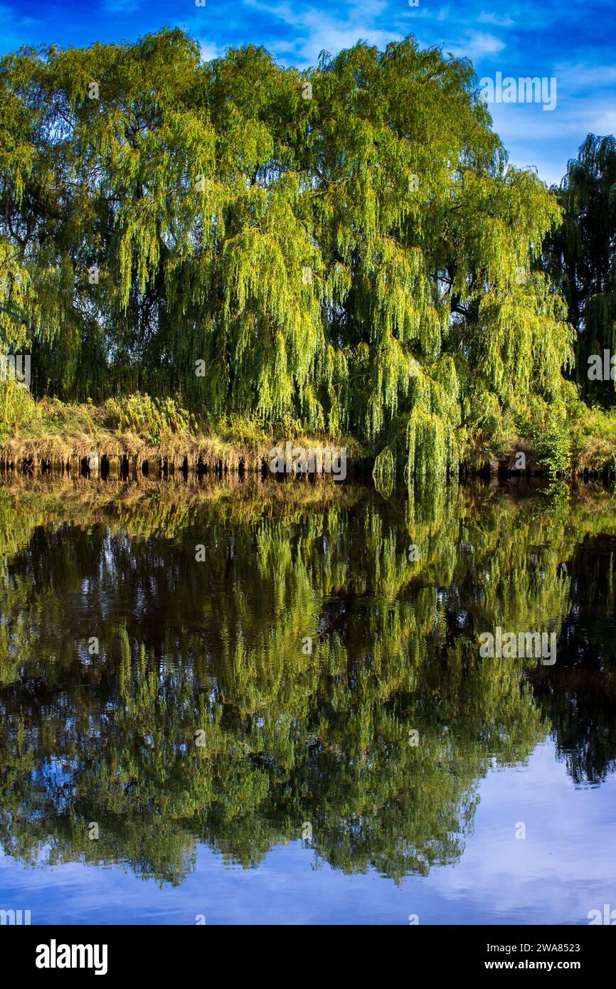 Lakeside Weeping Willows reflection Stock Photo - Alamy