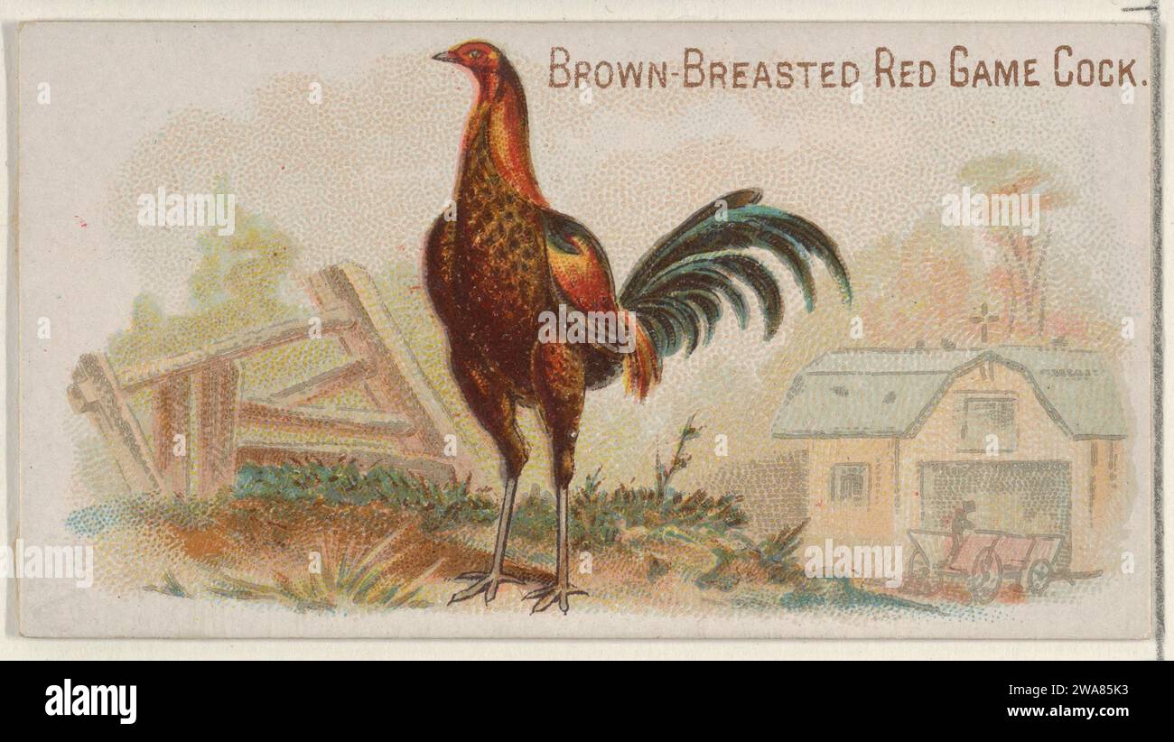 Brown-Breasted Red Game Cock, from the Prize and Game Chickens series ...