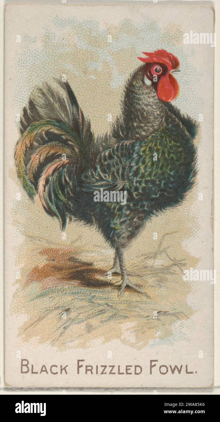 Black Frizzled Fowl, from the Prize and Game Chickens series (N20) for ...
