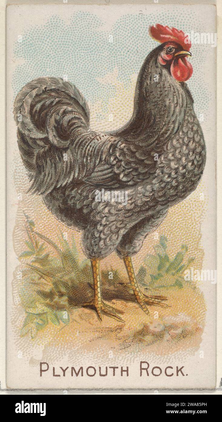 Plymouth Rock, from the Prize and Game Chickens series (N20) for Allen ...