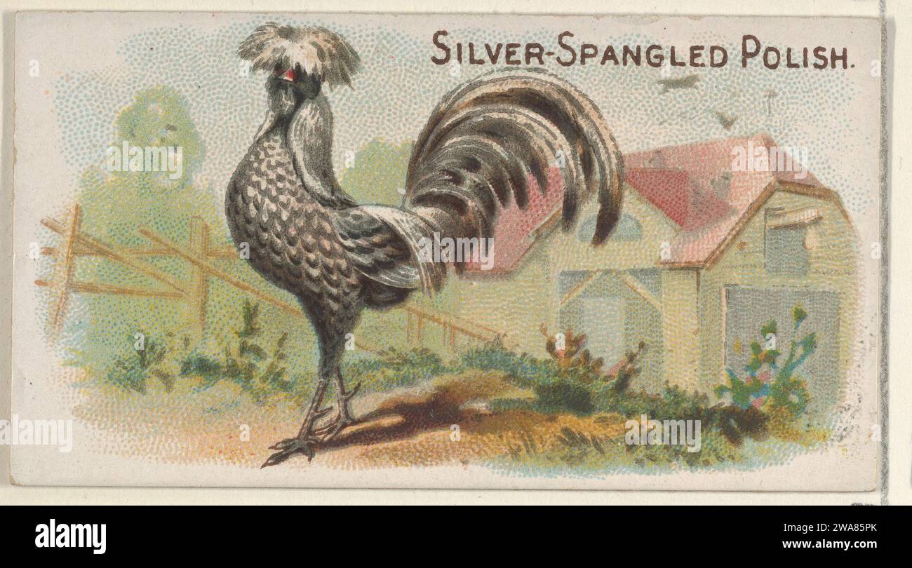 Silver-Spangled Polish, from the Prize and Game Chickens series (N20 ...