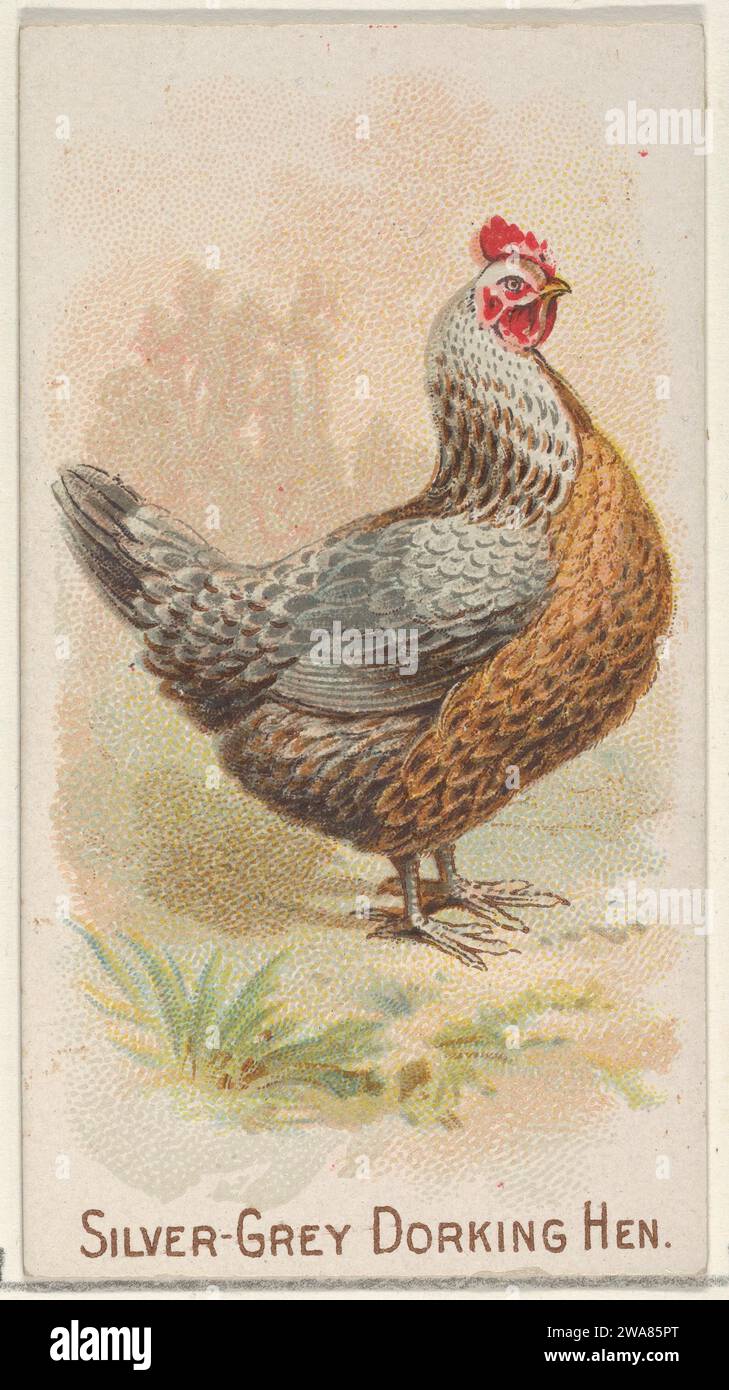 Silver-Grey Dorking Hen, from the Prize and Game Chickens series (N20 ...