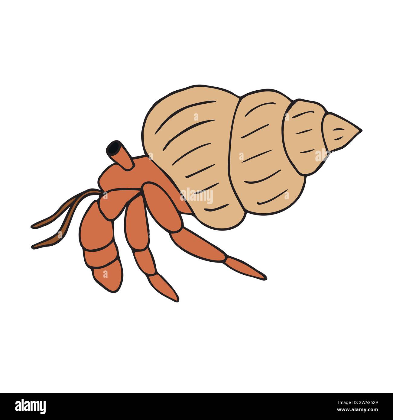 Vector hand drawn doodle sketch colored hermit crab isolated on white background Stock Vector ...