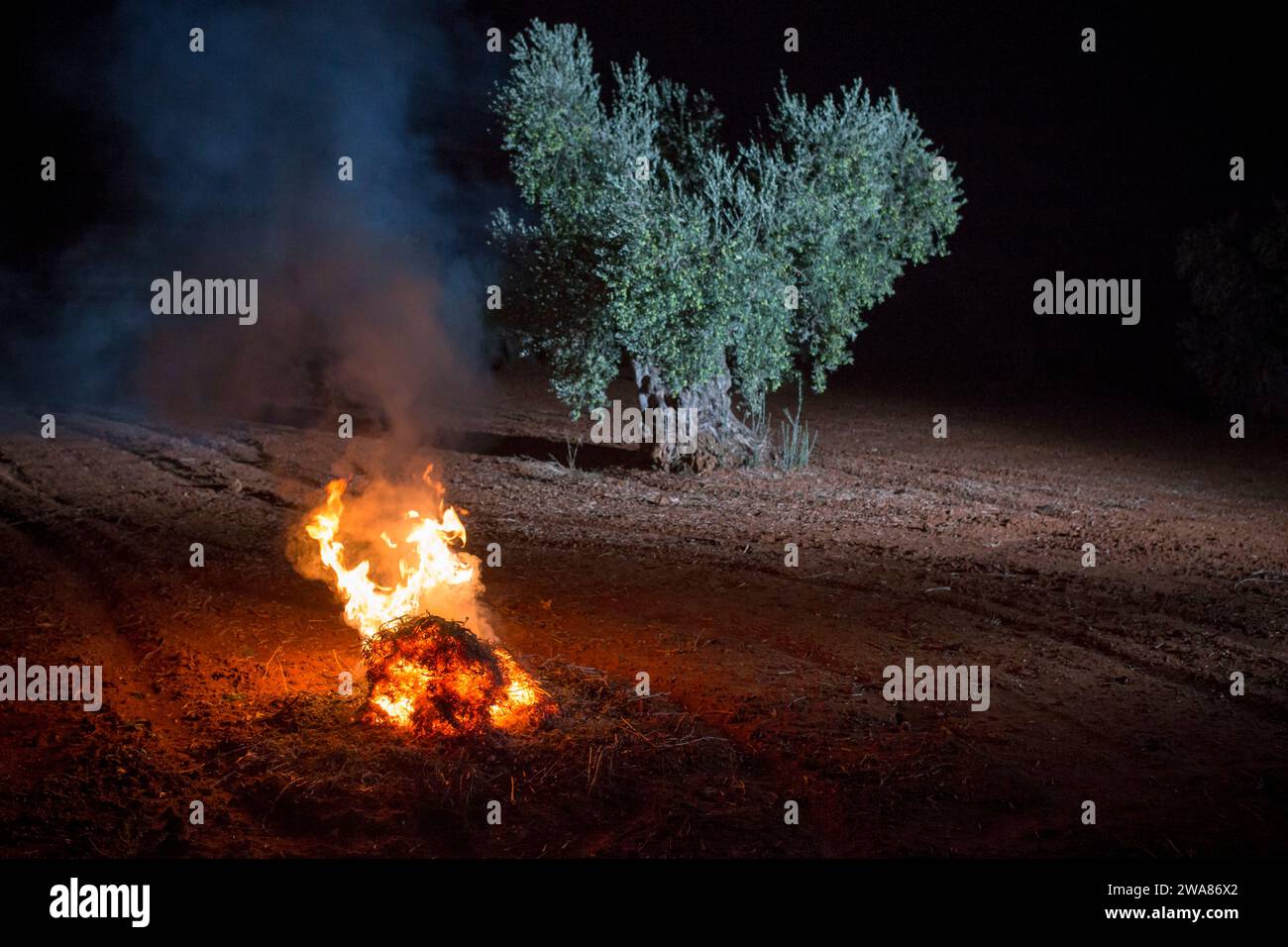 Bonfire lit in an olive grove in the early morning. Table olives ...