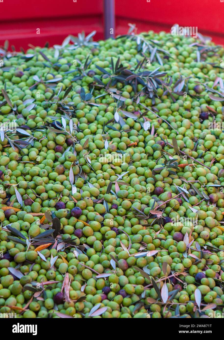 Trailer plenty of olives fruits. Table olives harvest season scene ...