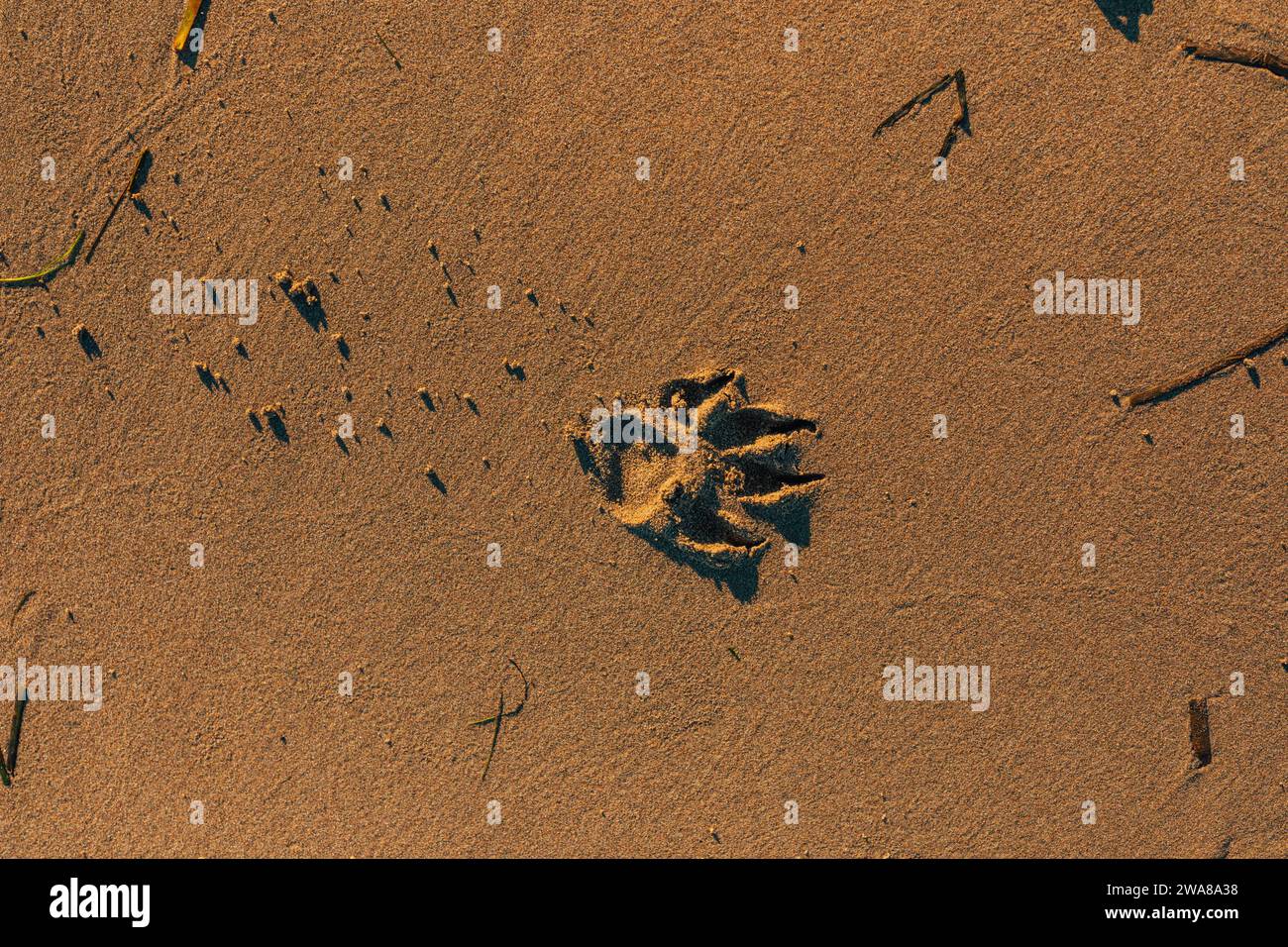 single perfect dog paw print on sandy beach during golden hour Stock ...