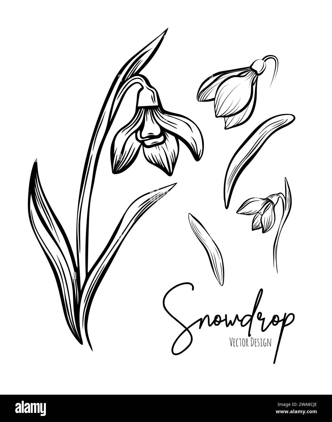 Line art set of snowdrop botanical illustration. Flower floral group or ...