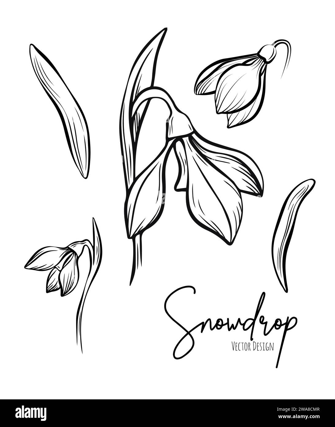 Line art set of snowdrop botanical illustration. Flower floral group or ...