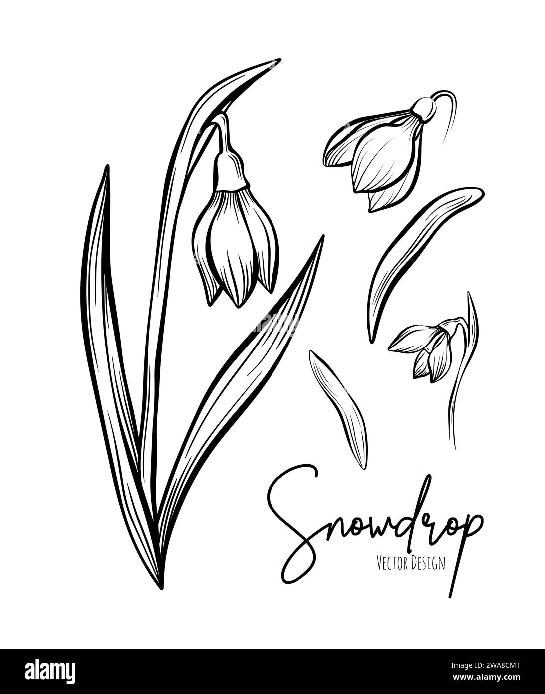 Line art set of snowdrop botanical illustration. Flower floral group or ...