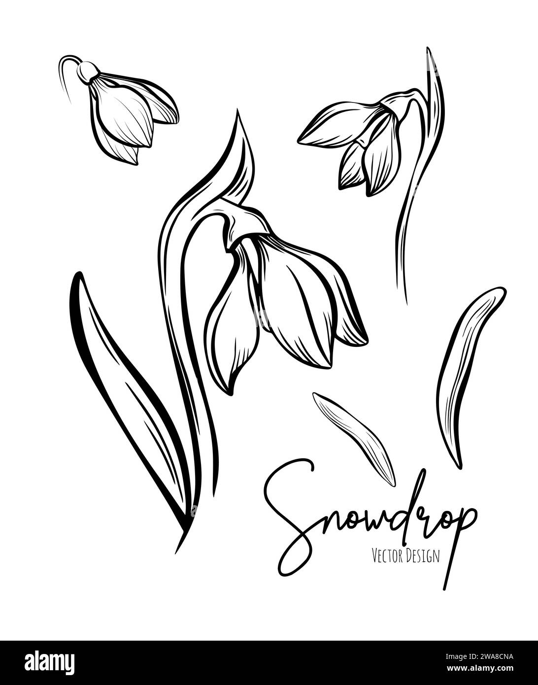 Line art set of snowdrop botanical illustration. Flower floral group or ...