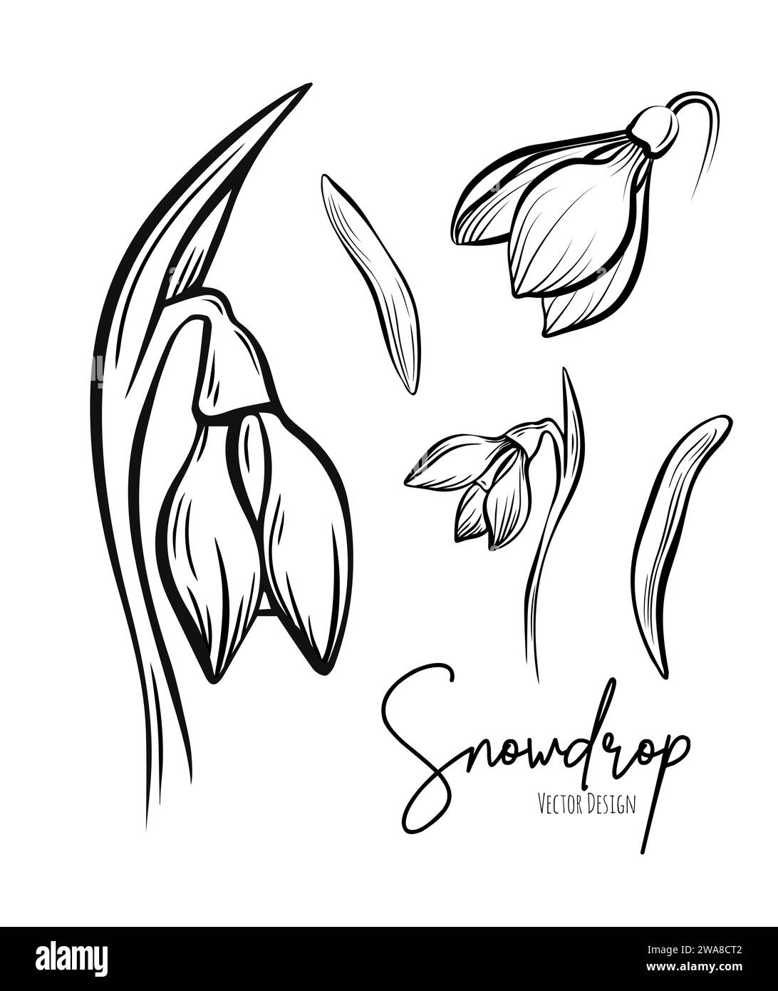 Line art set of snowdrop botanical illustration. Flower floral group or ...