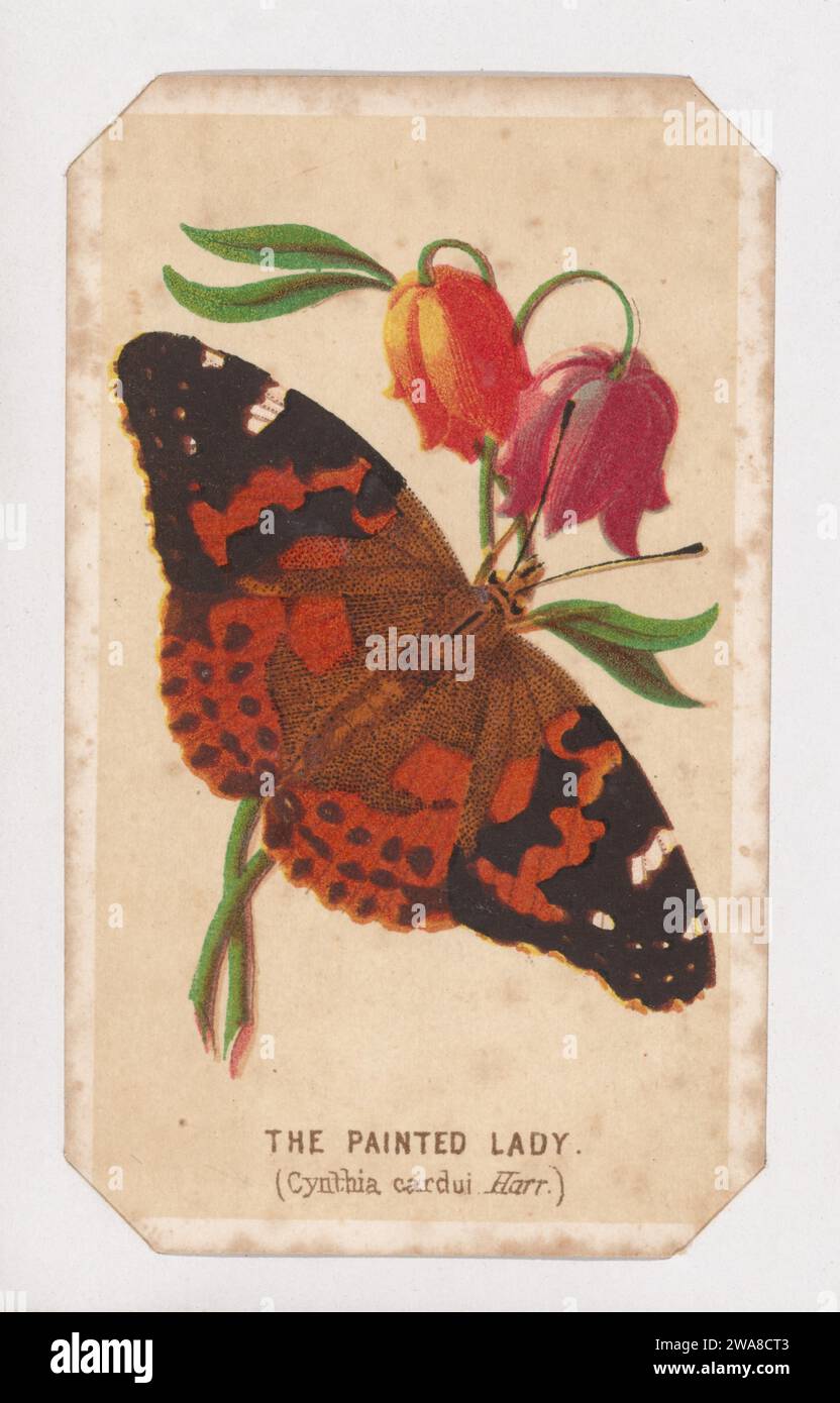 The Painted Lady butterfly card from the Butterflies and Moths of ...