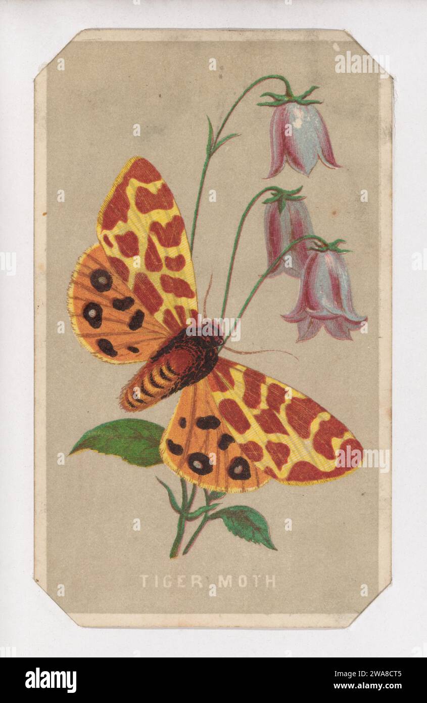 Tiger Moth card from the Butterflies and Moths of America series 1963 ...