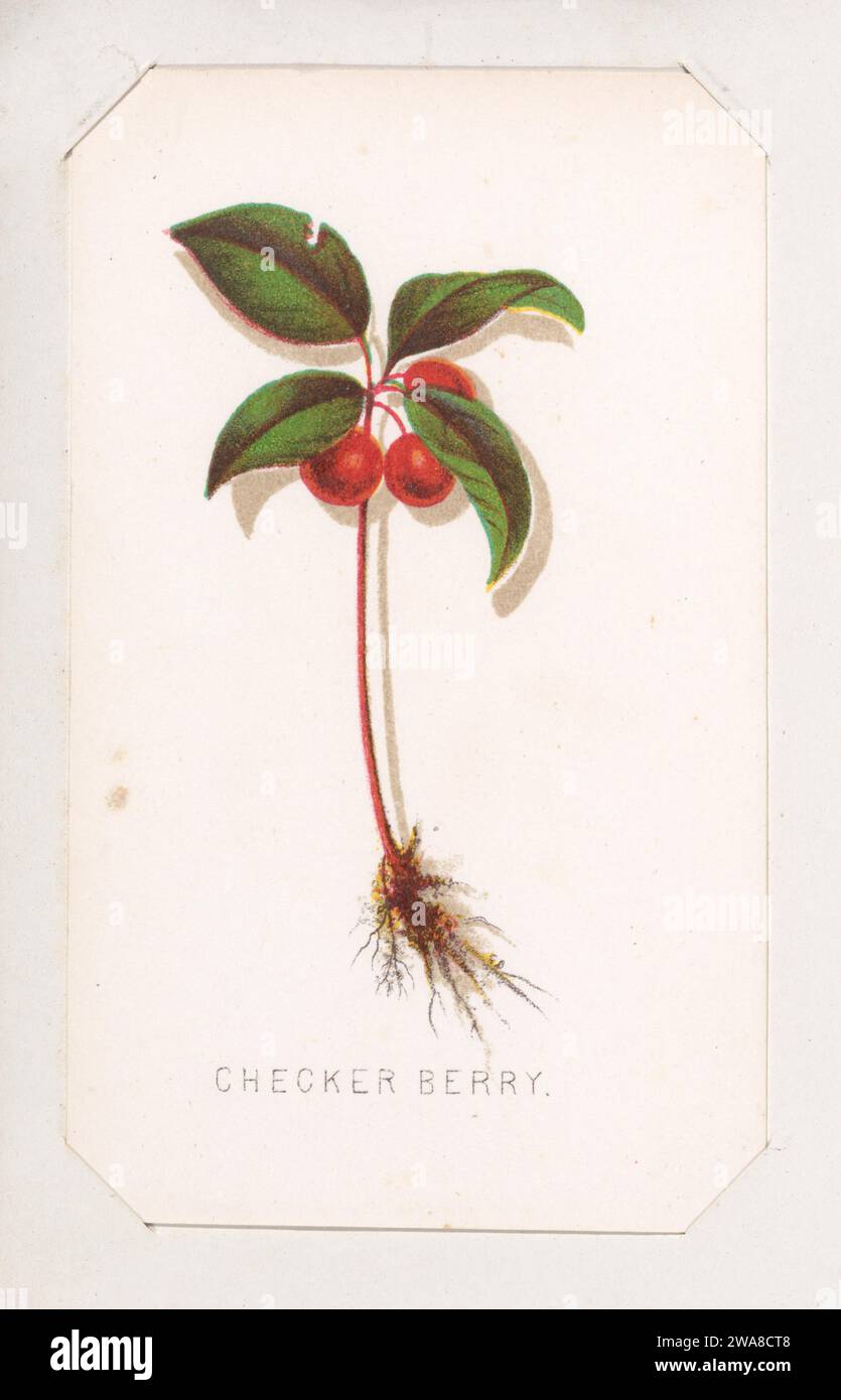 Checker Berry card from the Plant with Root series 1963 by Louis Prang ...