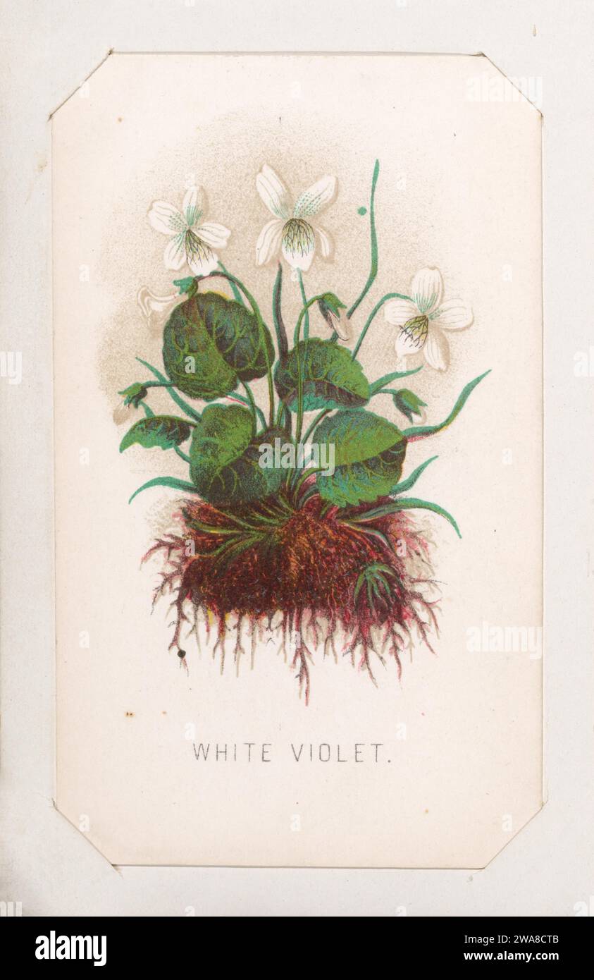 Louis prang card hi-res stock photography and images - Alamy