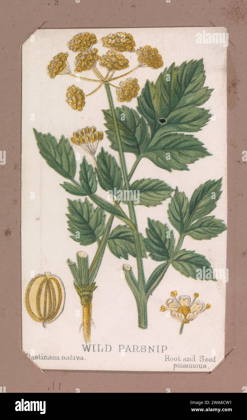 Wild Parsnip from the Plants series 1963 by Louis Prang & Co Stock ...