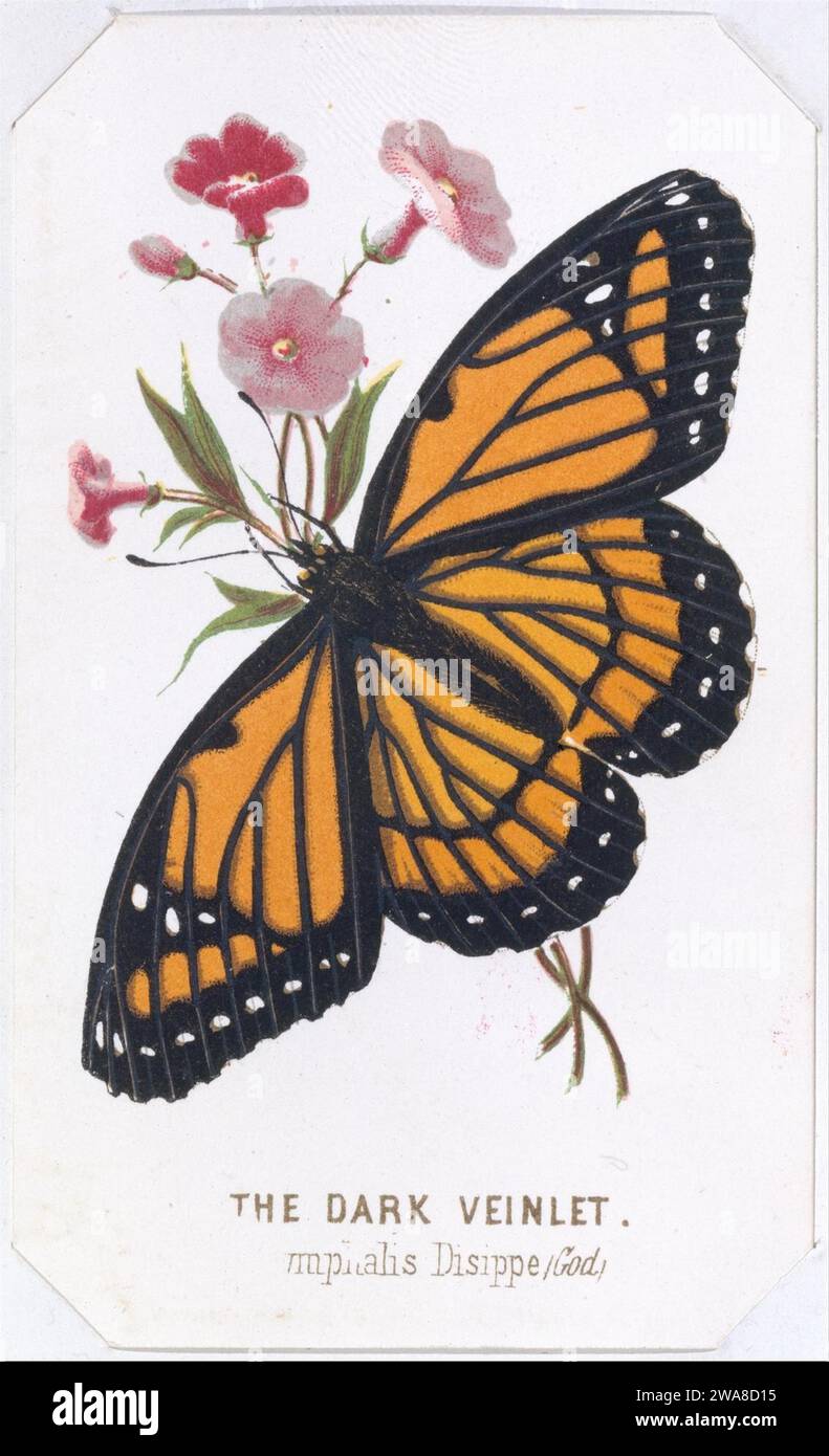 The Dark Veinlet from The Butterflies and Moths of America Part 3 1948 ...
