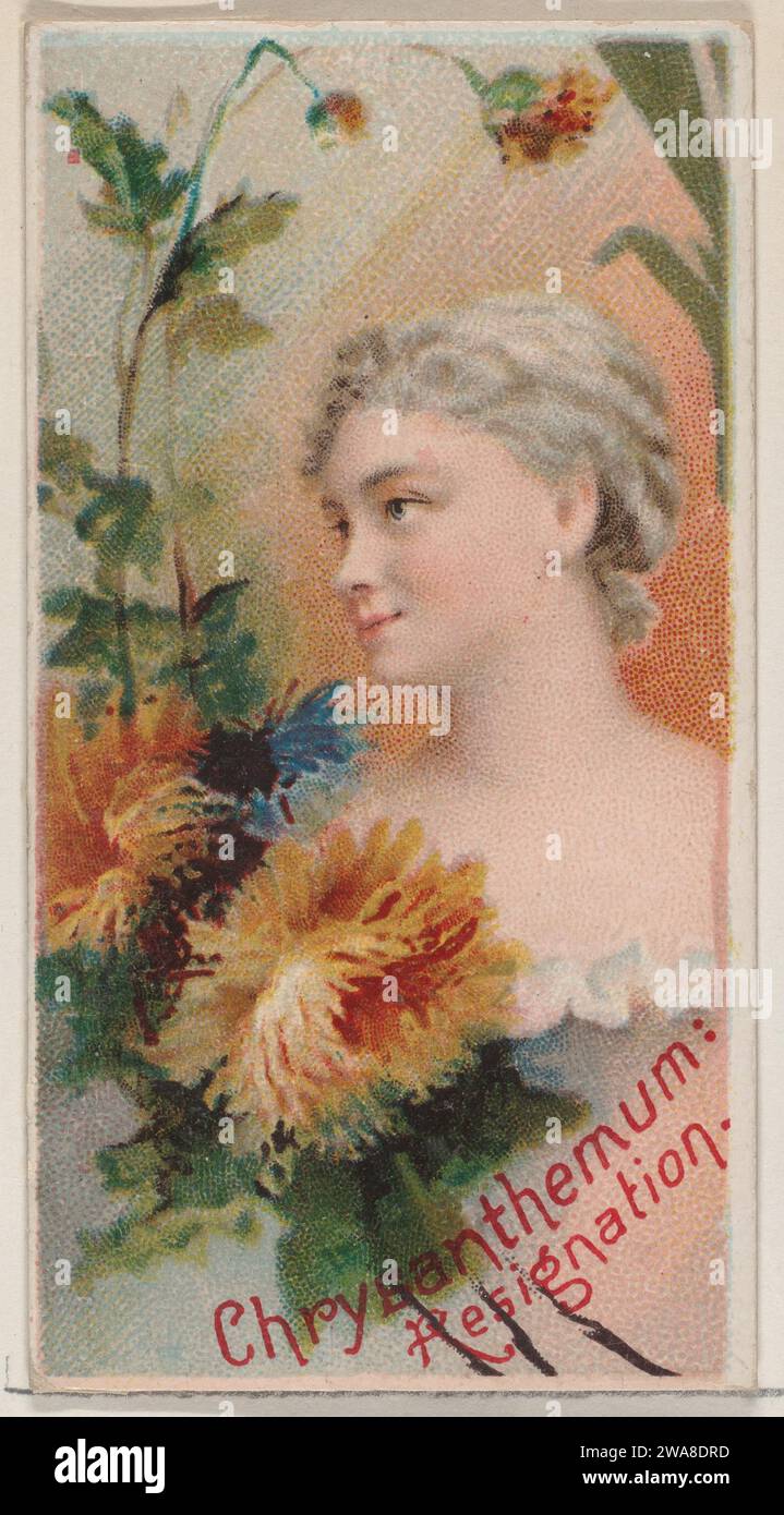 Chrysanthemum: Resignation, from the series Floral Beauties and ...