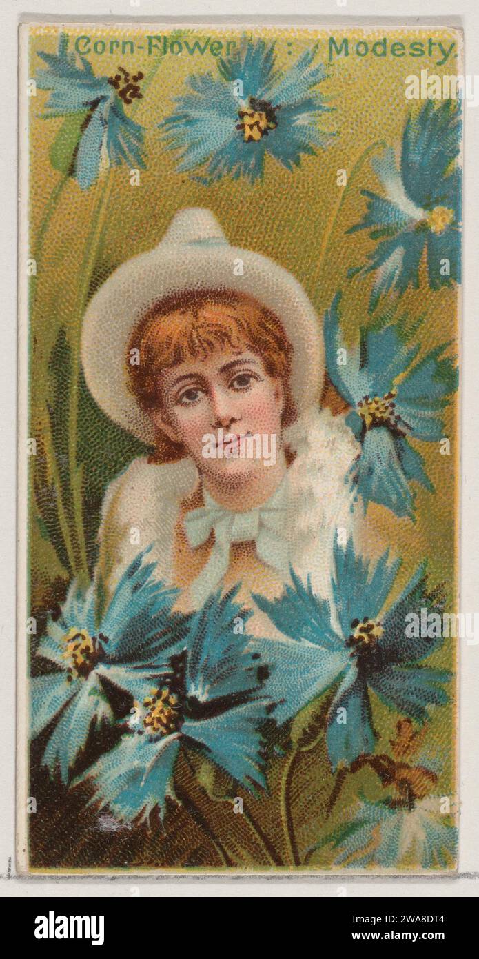 Cornflower: Modesty, from the series Floral Beauties and Language of ...