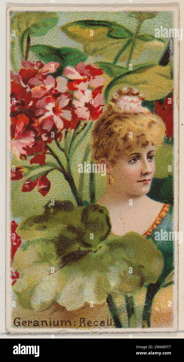 Geranium: Recall, from the series Floral Beauties and Language of ...