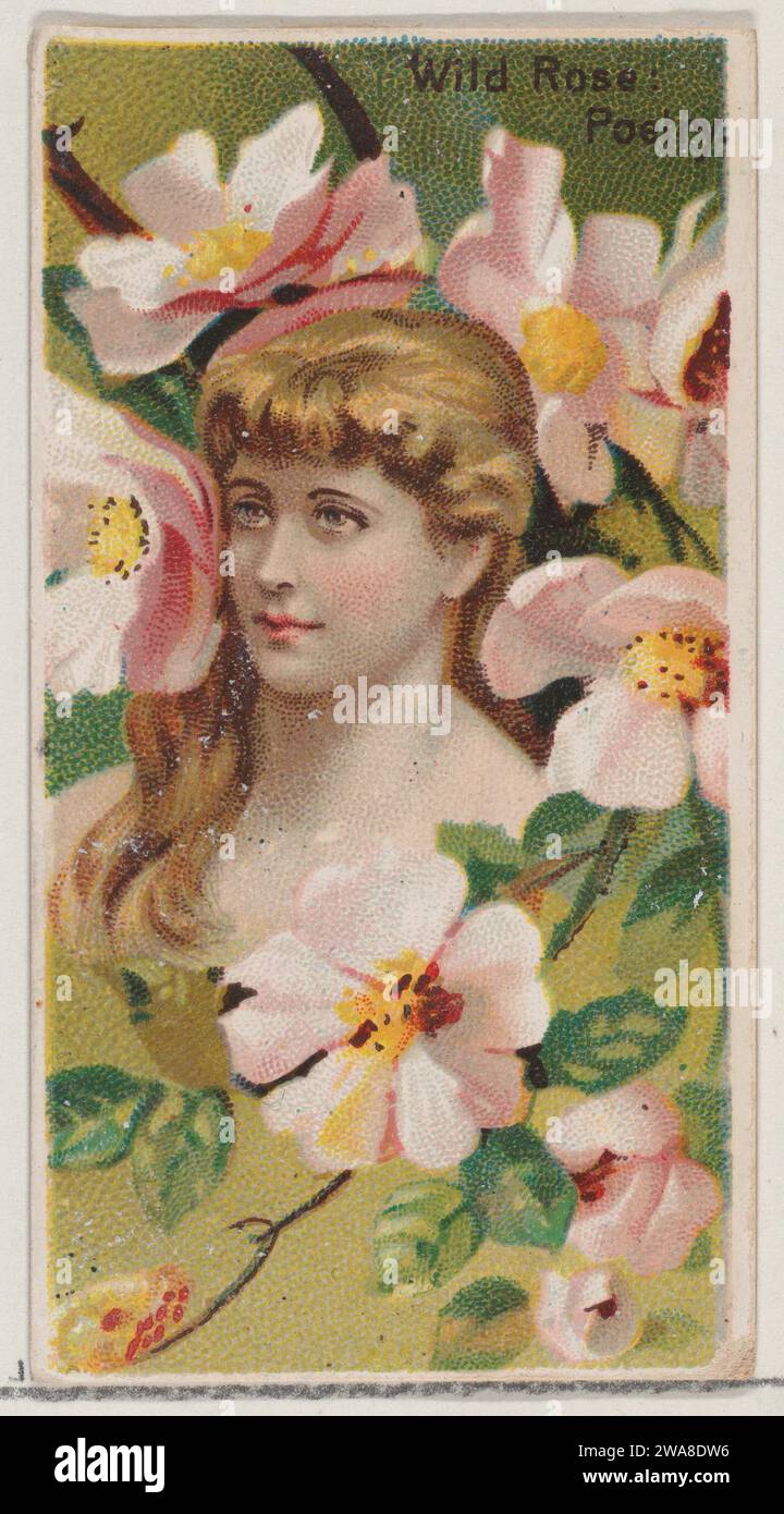 Wild Rose: Poetry, from the series Floral Beauties and Language of ...