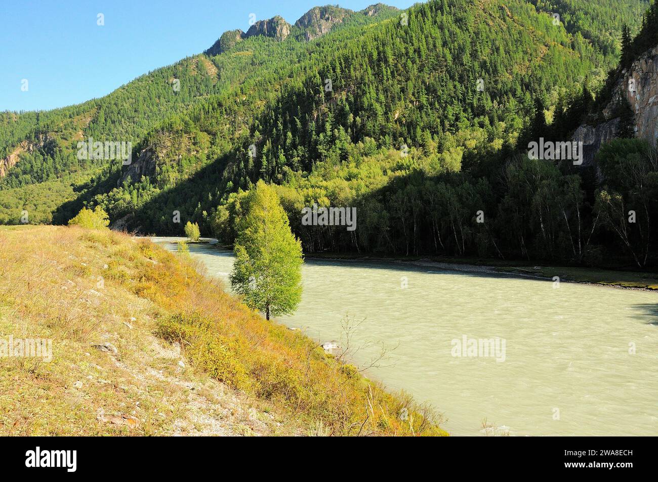 A lone tree on a gentle slope of a high bank of a beautiful river ...