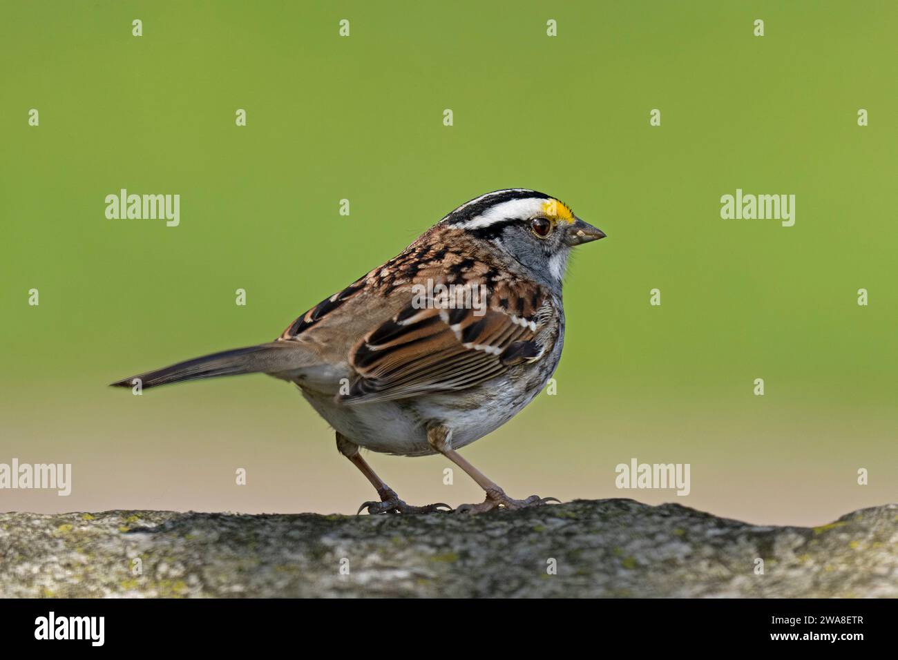White-Throated Sparrow (Zonotrichia albicollis Stock Photo - Alamy