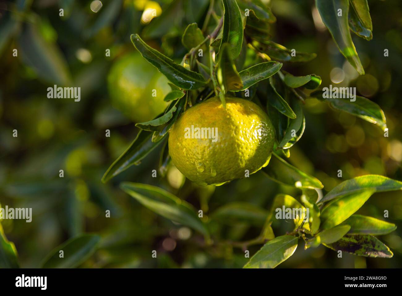 Celebration of natures bounty hi-res stock photography and images - Alamy