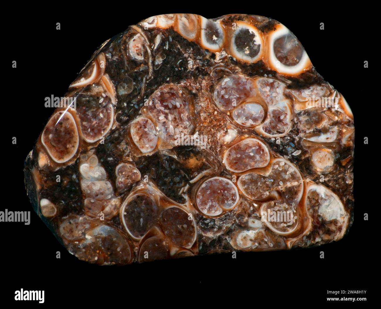 Turritella hi-res stock photography and images - Alamy