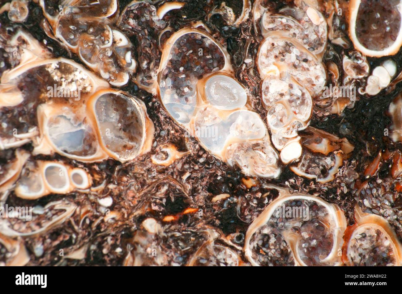 Turritella hi-res stock photography and images - Alamy