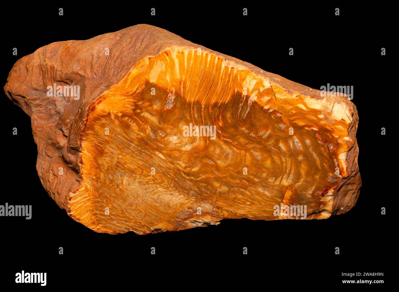 Polished crabtree creek petrified wood hi-res stock photography and ...