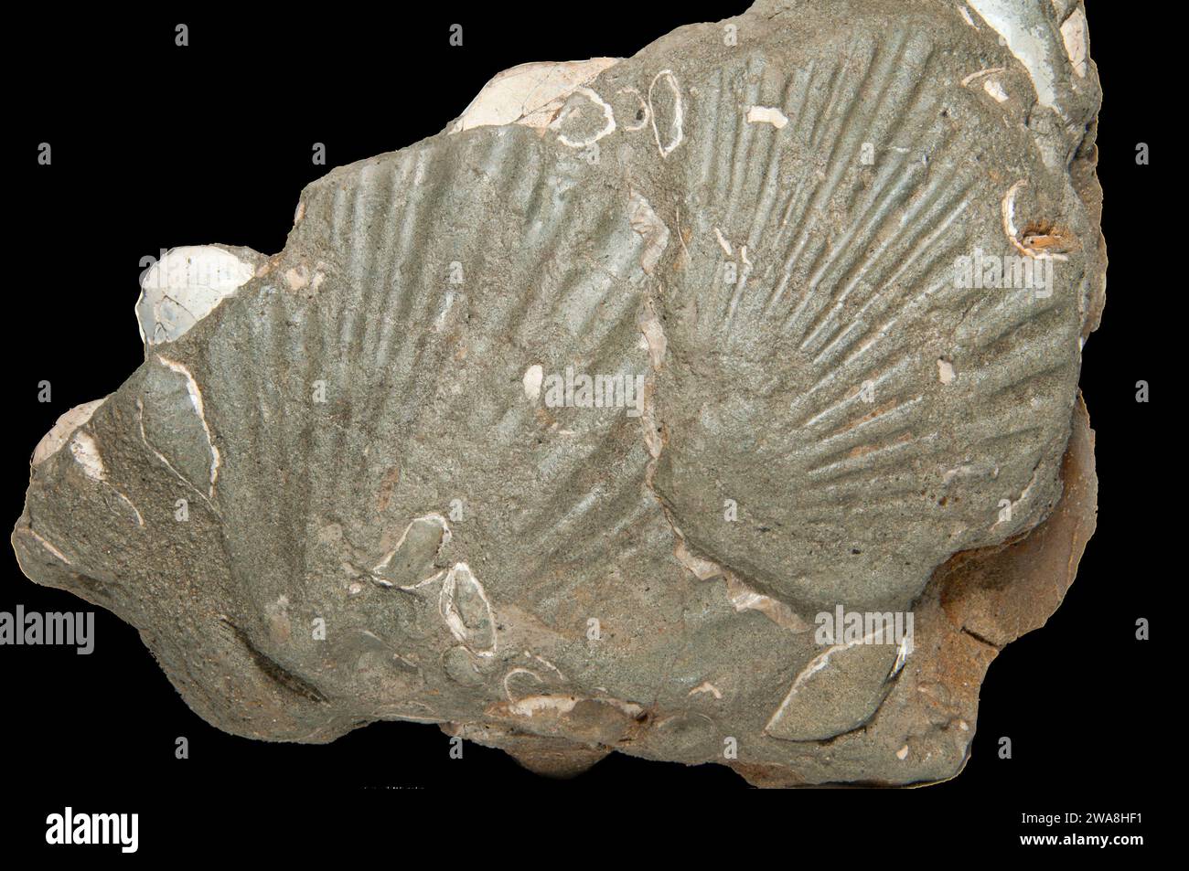 Scallop shell fossil hi-res stock photography and images - Alamy